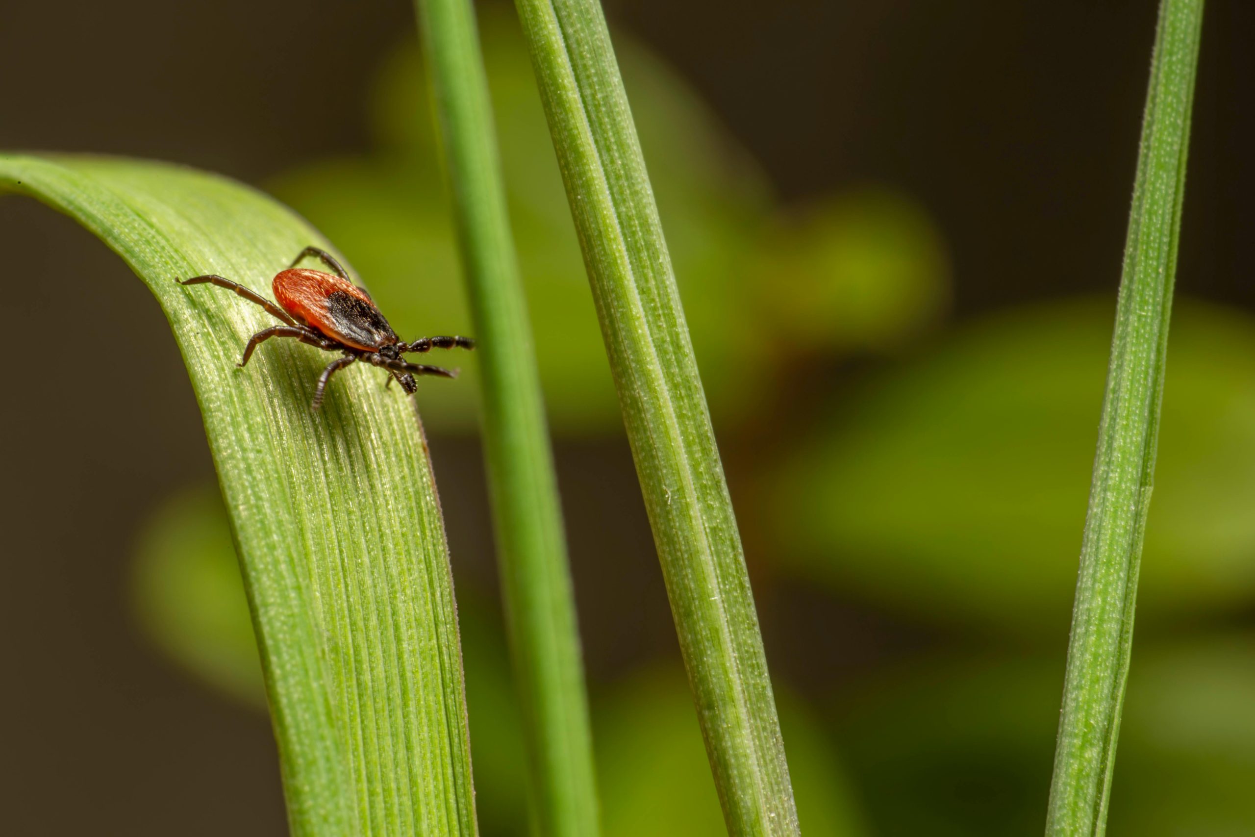 How to Avoid Ticks: Expert-Backed Safety Guide for Outdoor Lovers ...