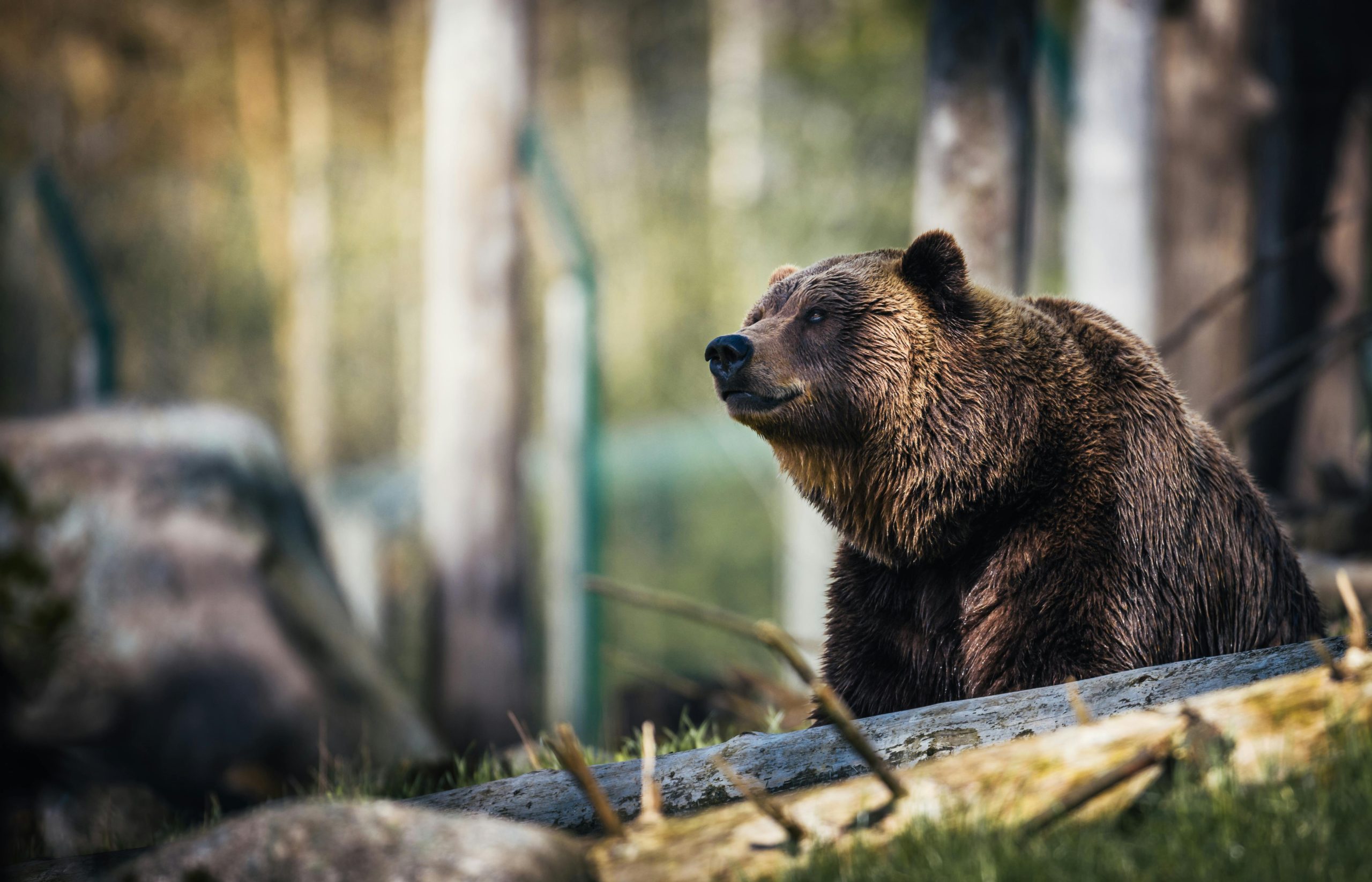 8 Bear Safety Myths Experts Want You to Stop Believing in 2025 ...