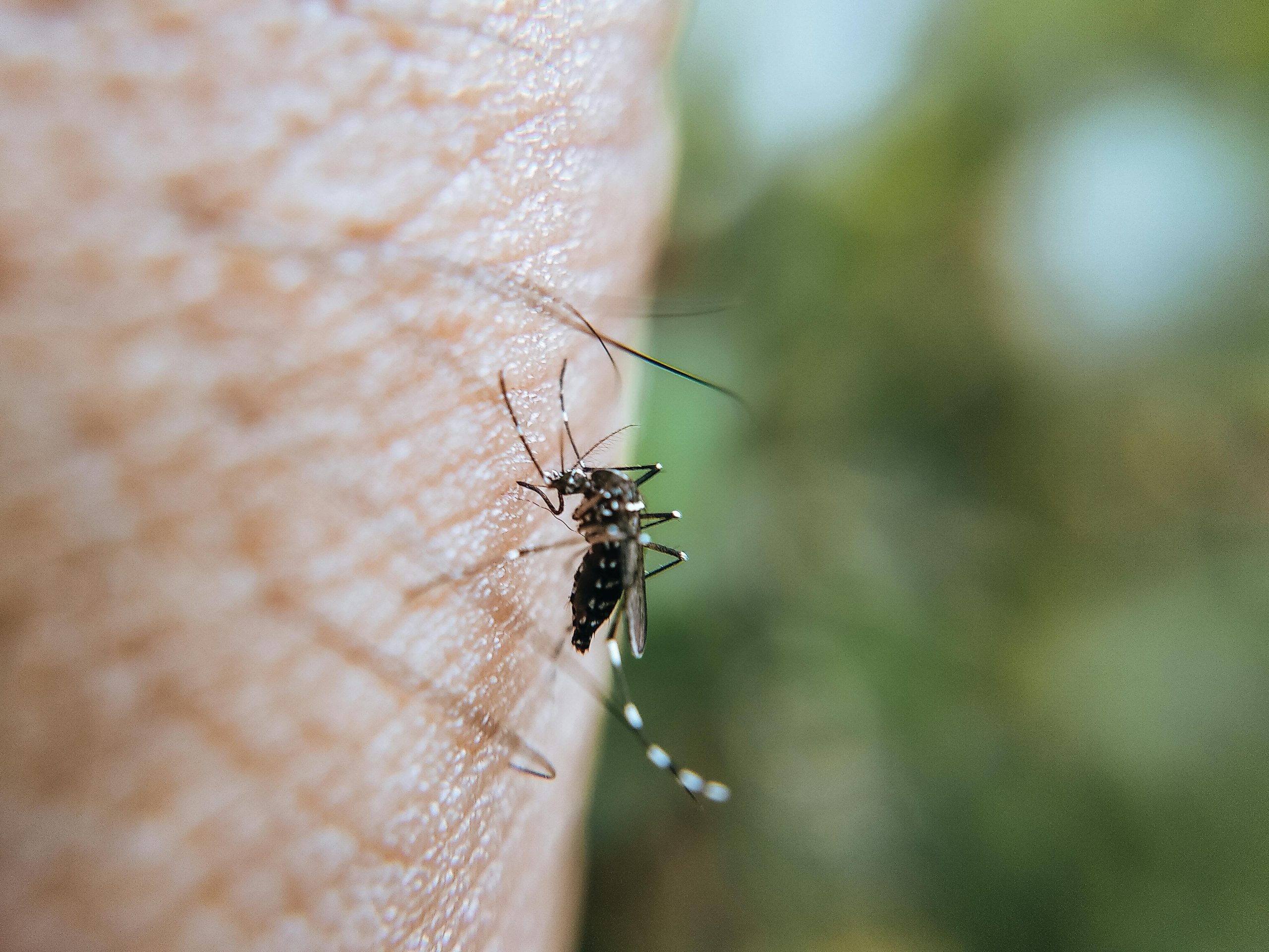 How to Mosquito-Proof Your Campsite: A Camper's Survival Guide ...